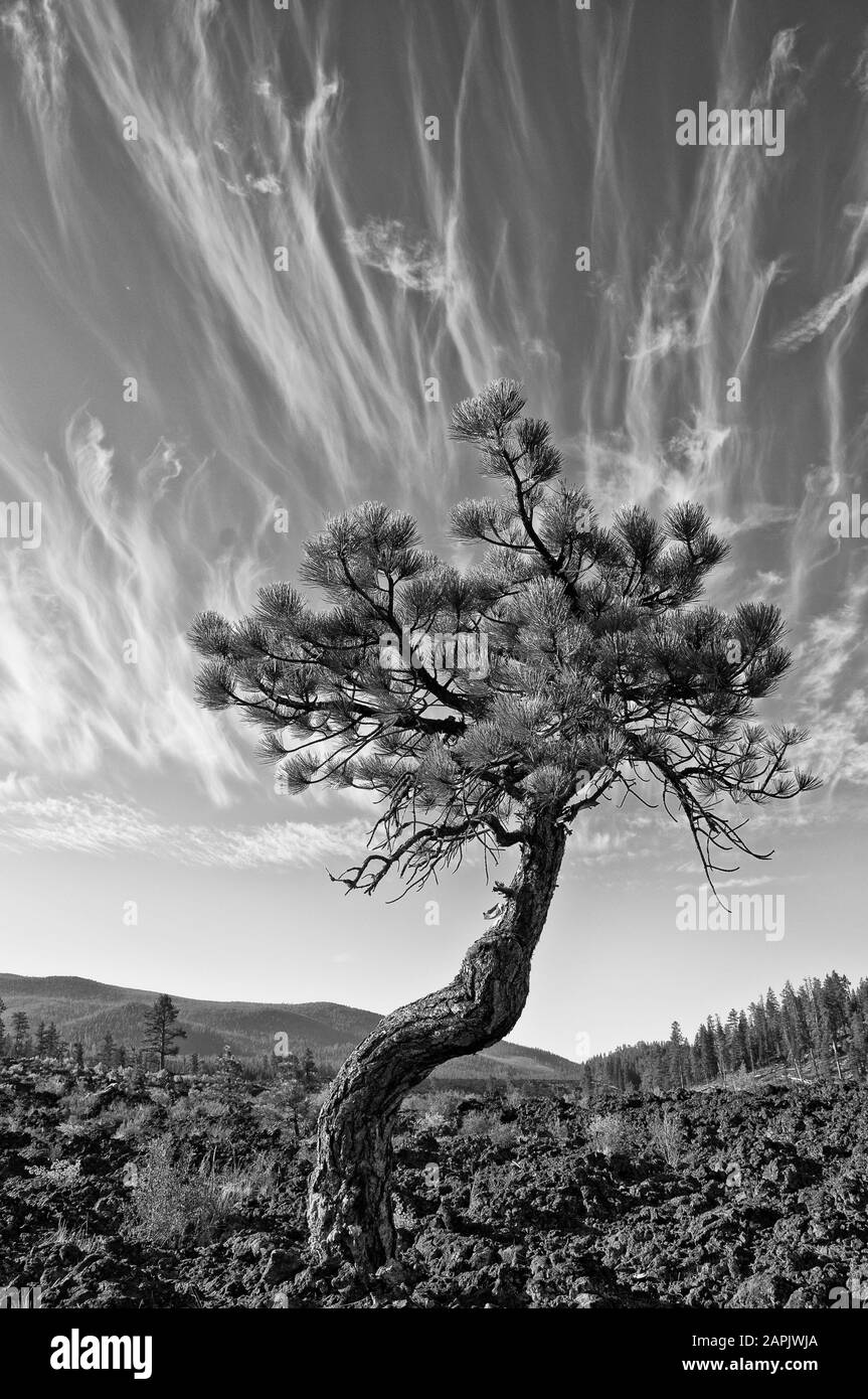 Cast tree Black and White Stock Photos & Images - Alamy