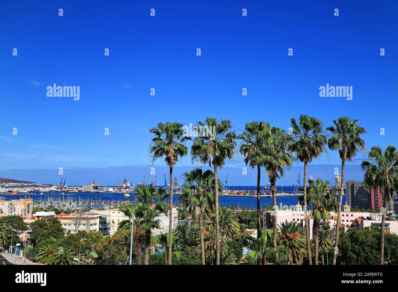 Palm tree in palmas hi-res stock photography and images - Alamy