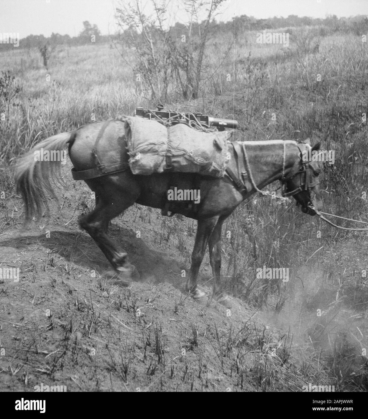 Demonstrations horse depot Z. Sumatra Description: Demonstrations horse ...