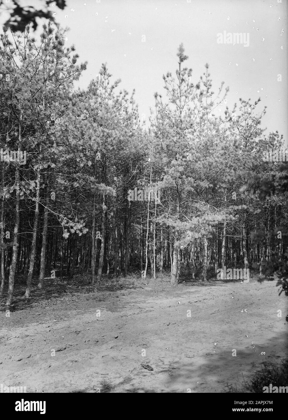 trees, damages, pine shear Date: undated Keywords: damages, trees ...