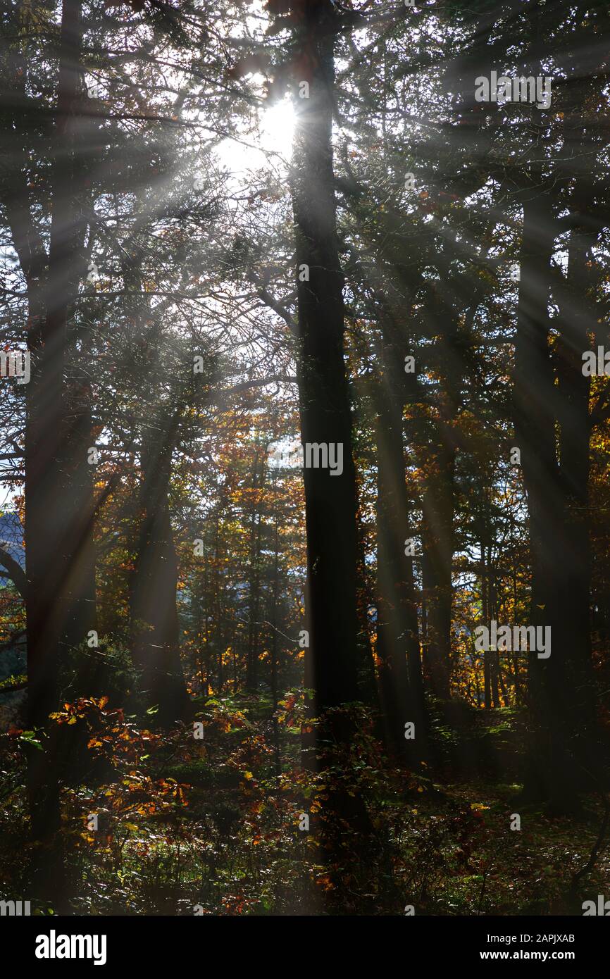 Sunbeams through trees hi-res stock photography and images - Alamy