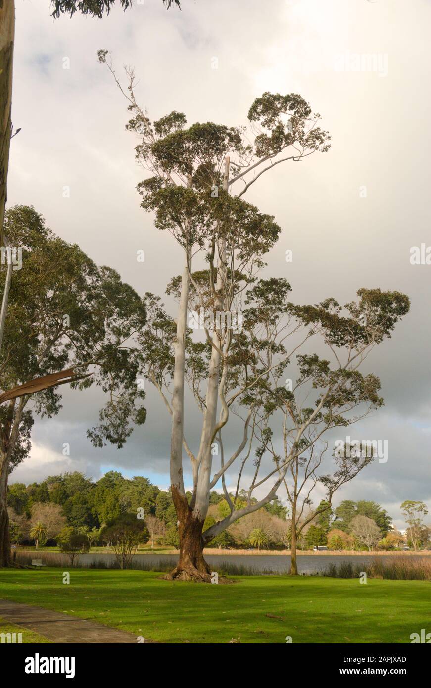 Hamilton Lake Domain (Park), Hamilton, Waikato, North Island, New ...