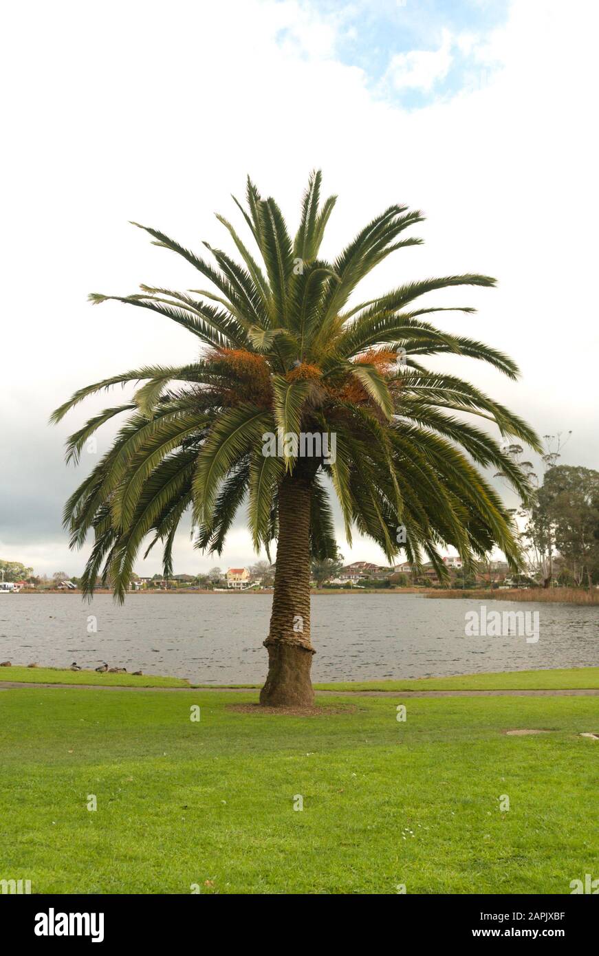 A palm tree by the side of Lake Rotoroa, Hamilton, Waikato, North ...