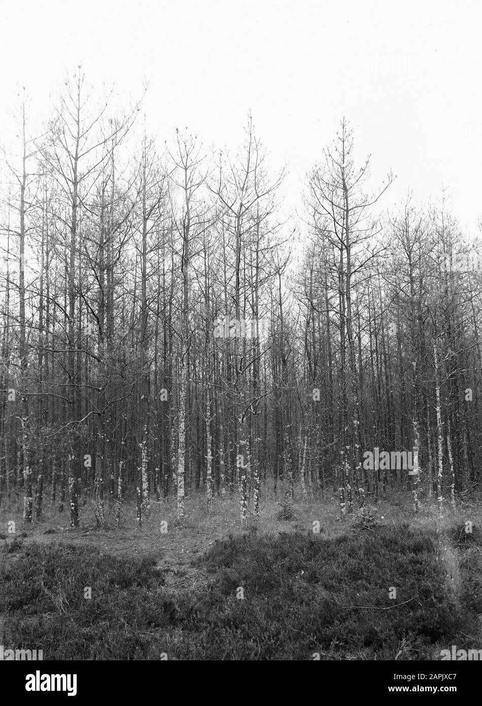 Forest protection damage diseases Black and White Stock Photos & Images ...