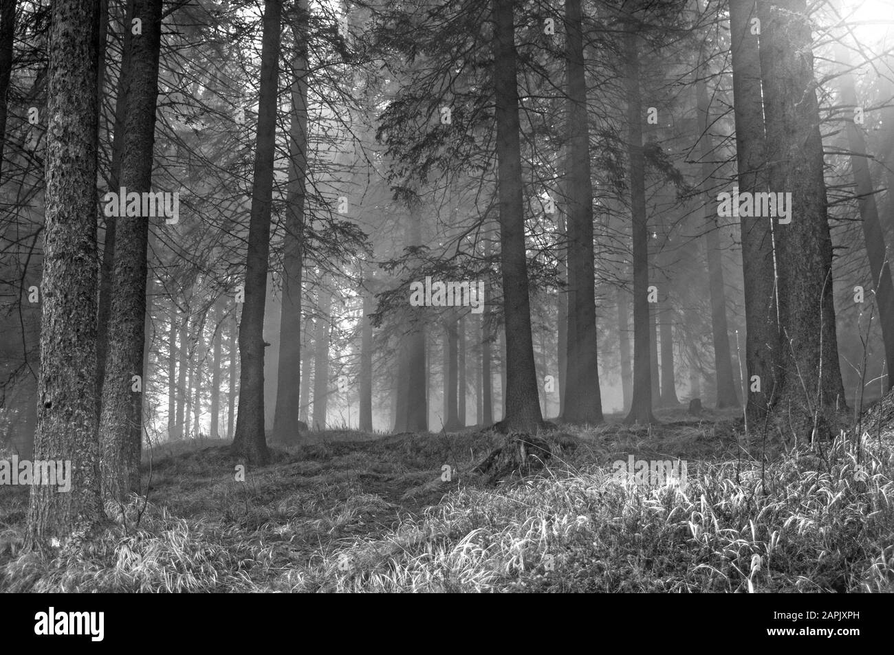 Mist in fir tree Black and White Stock Photos & Images - Alamy