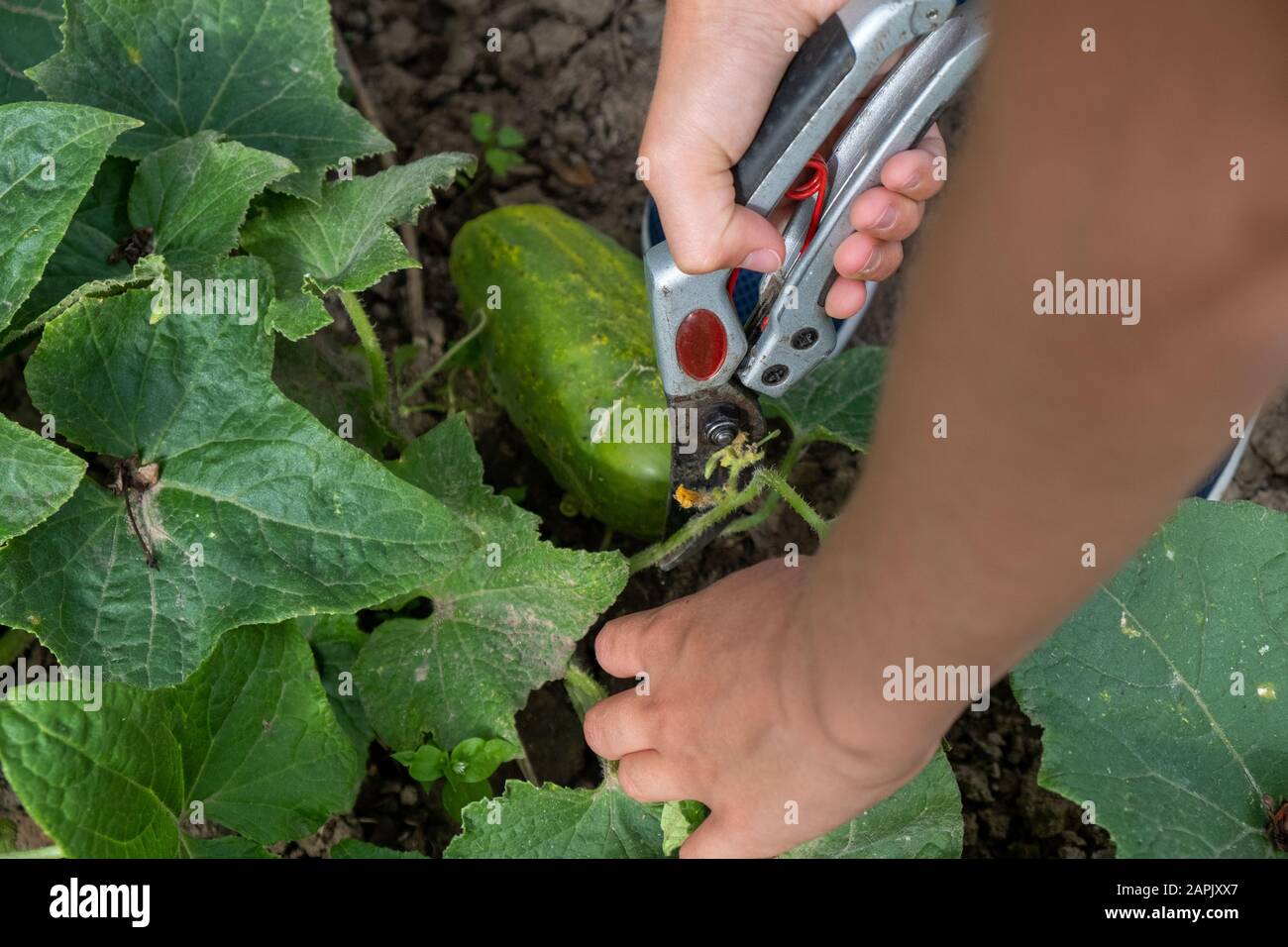 a child harvests home-grown green cucumbers in the garden with garden ...