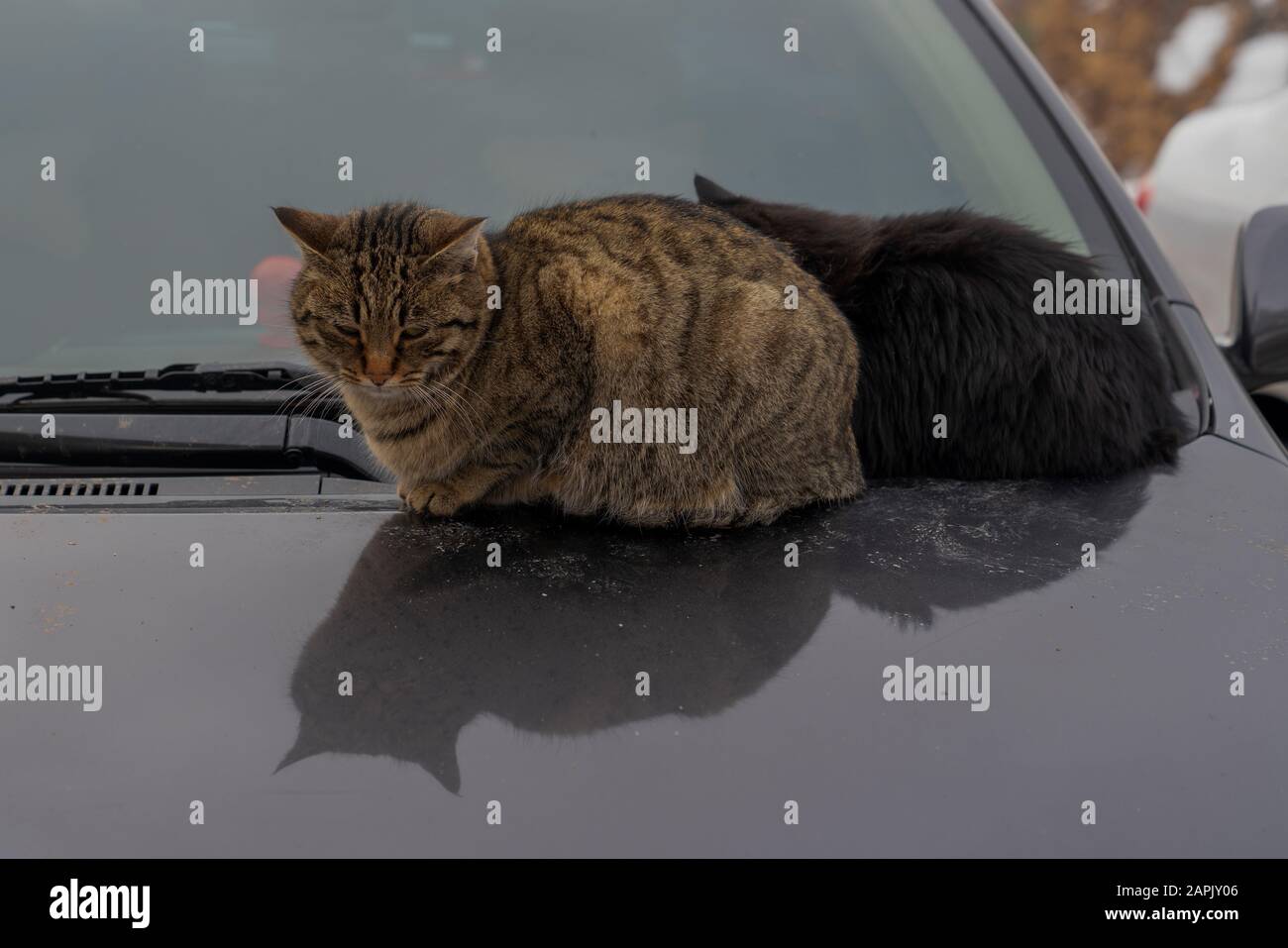 Two street cats sitting on the hood of a car to warm in a cold day ...