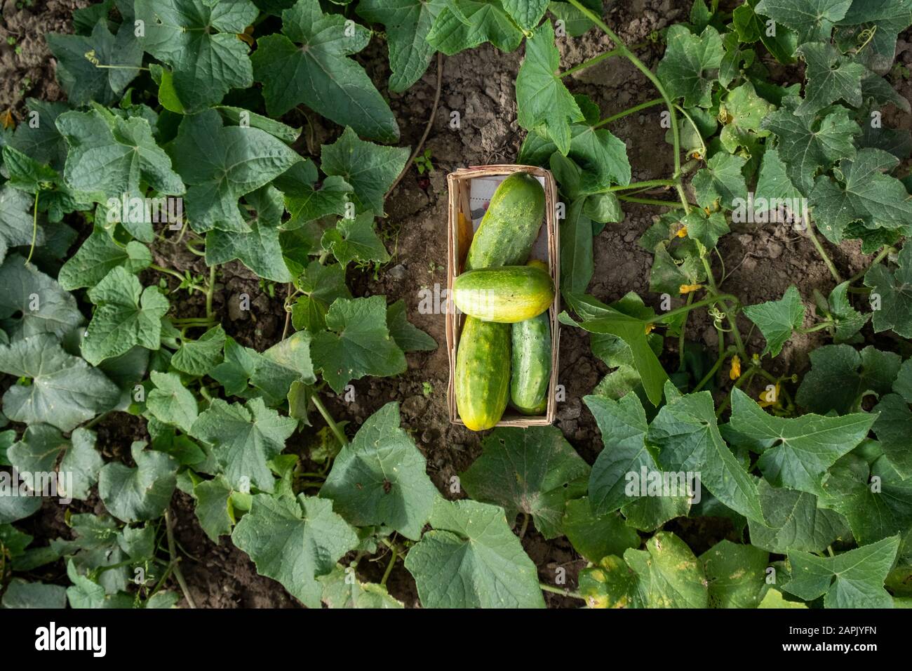 freshly harvested green cucumbers in a basket stand in a bed of ...