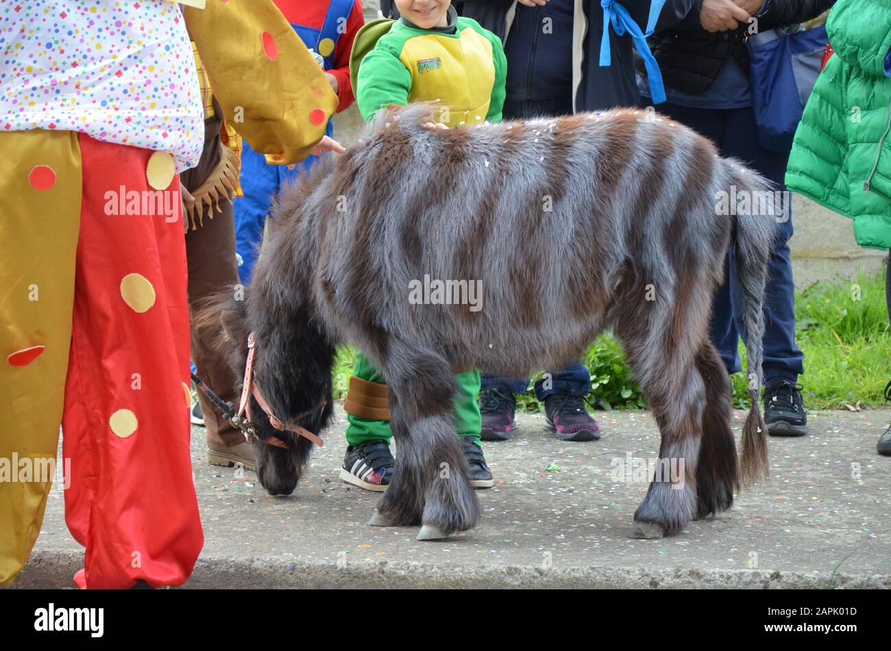 Horse as a zebra for Carnival Stock Photo - Alamy