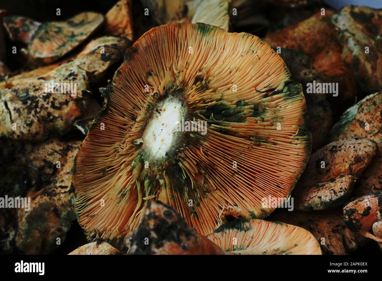 Large portobello mushrooms hi-res stock photography and images - Alamy