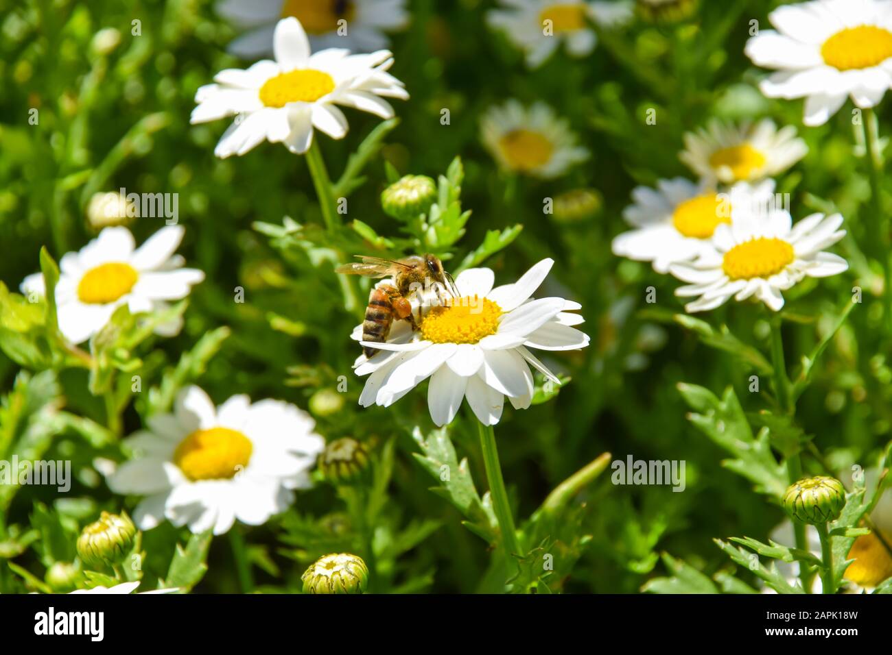 Beautiful white daisy with bee hi-res stock photography and images - Alamy