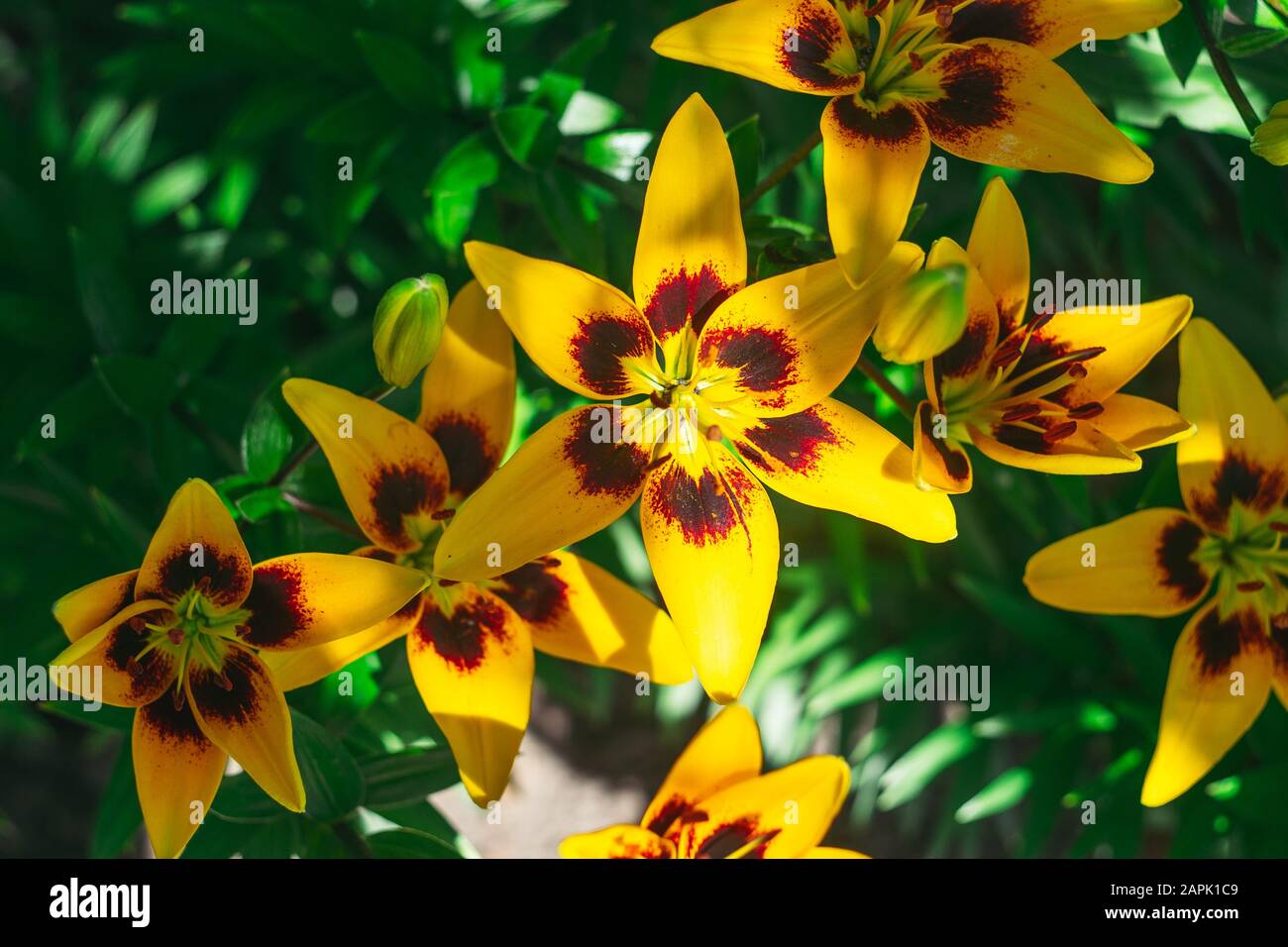 Yellow lily flower background in the garden. Floral background Stock ...