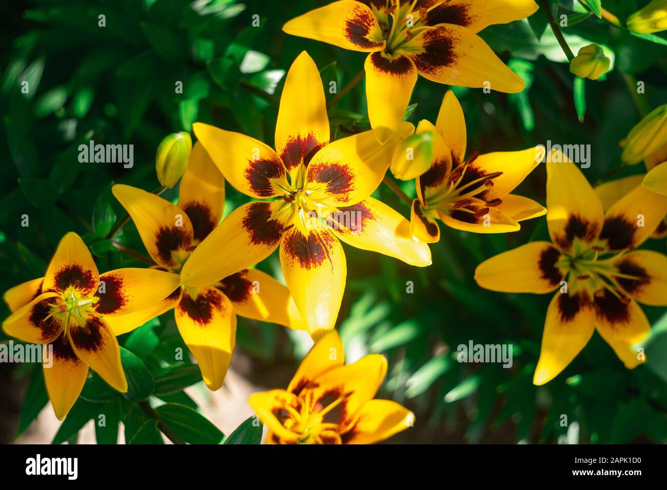 Yellow lily flower background in the garden. Floral background Stock ...