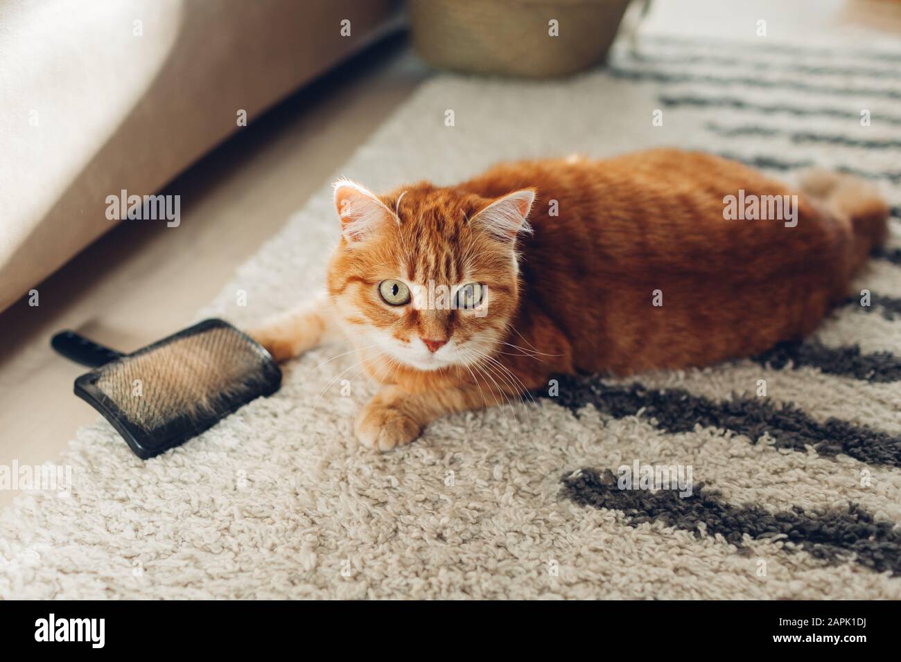 Combing ginger cat with comb brush at home. Cat lying on carpet playing ...