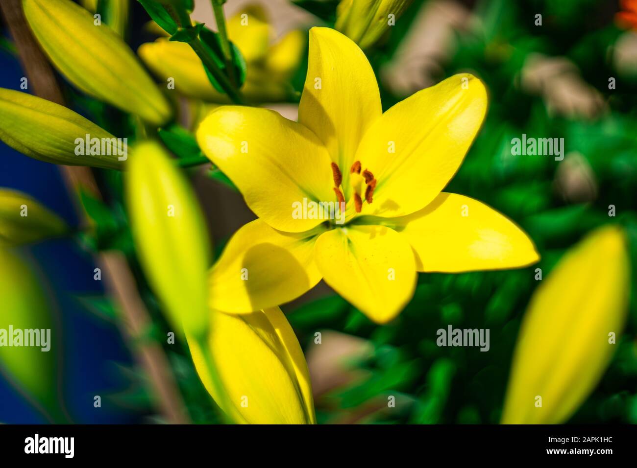 Yellow lily flower background in the garden. Floral background Stock ...