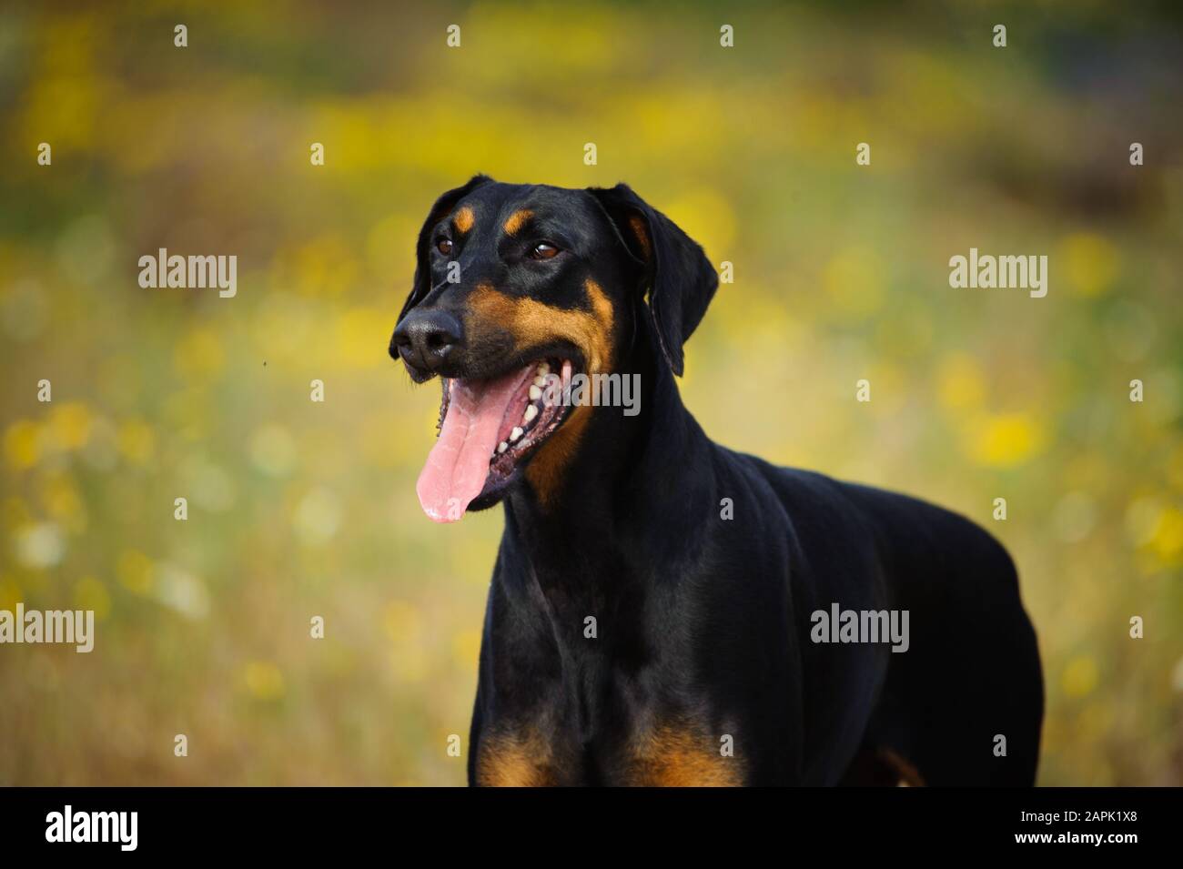 Doberman pinscher standing hi-res stock photography and images - Alamy