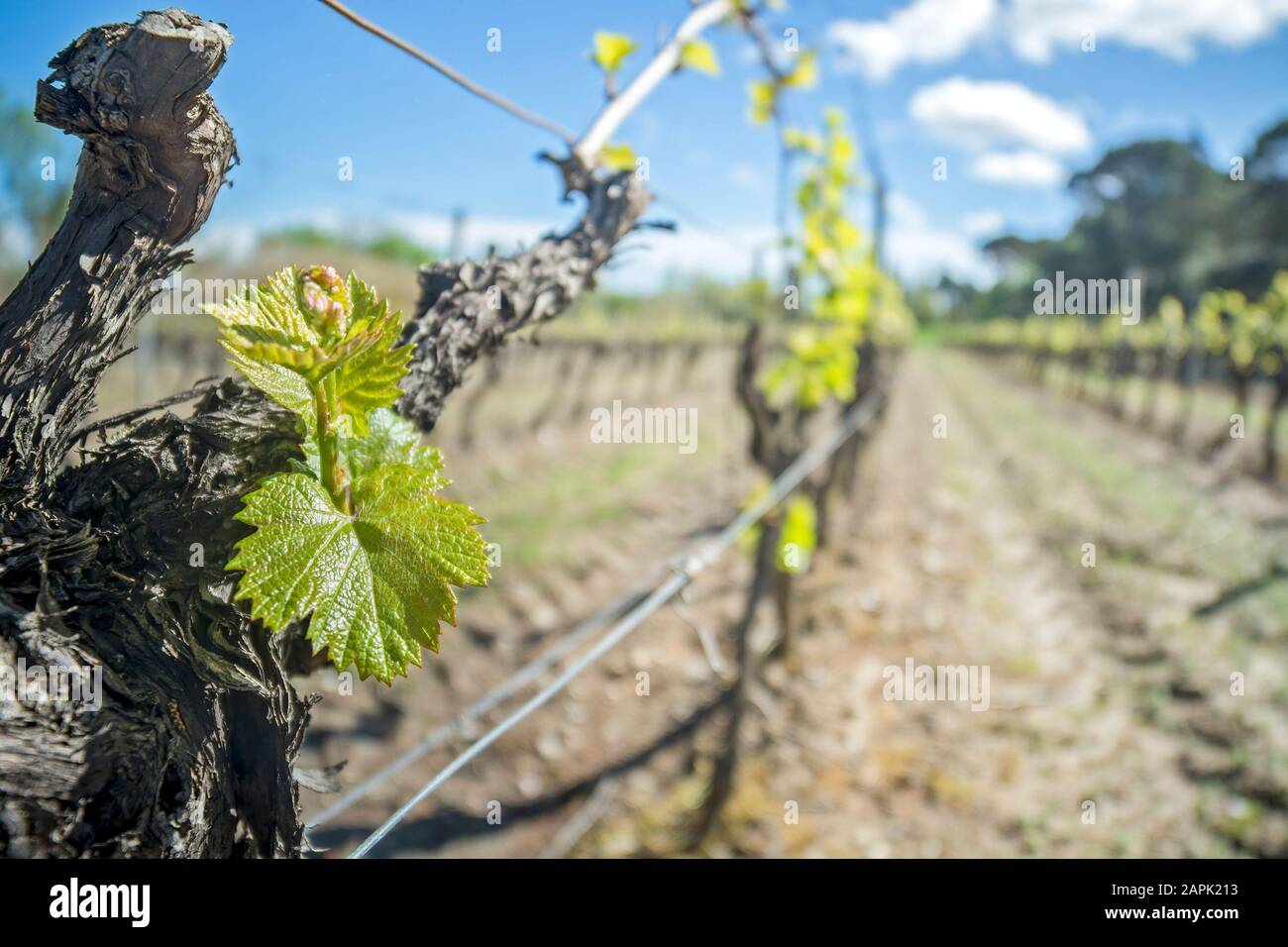 Young leaf of grapevine during spring season in France Stock Photo - Alamy