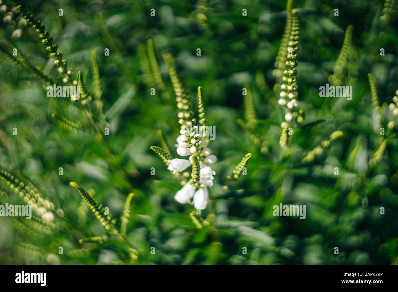 Melilotus albus flowers plant background Stock Photo - Alamy