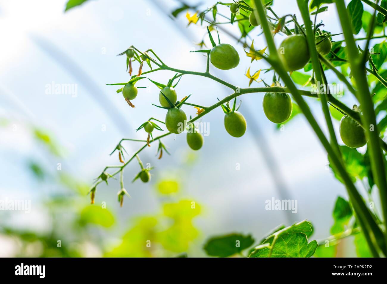 Plant growing background. Tomatoes twig with flowers and small green ...
