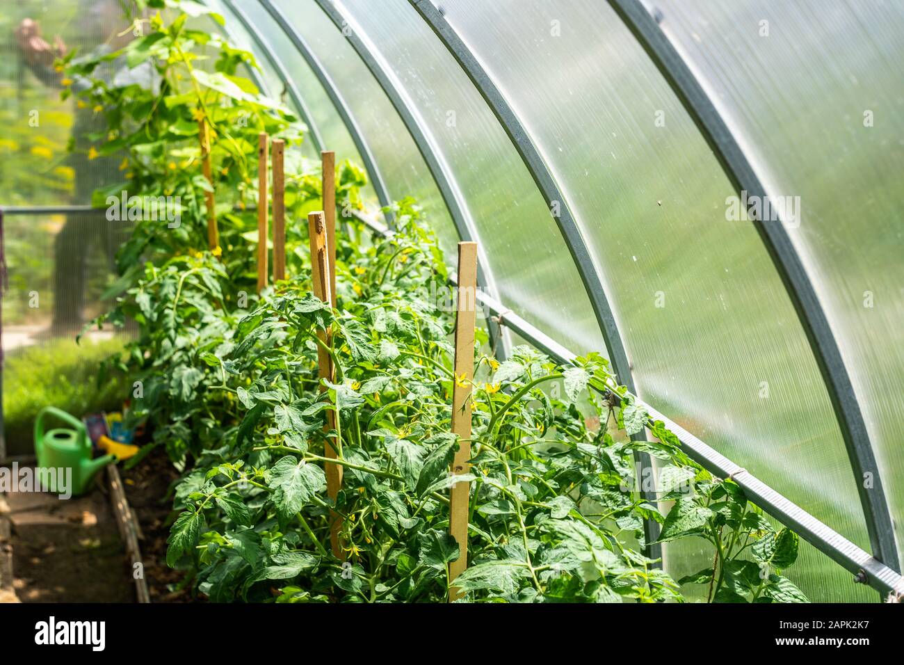 Tomatoes twigs in greenhouse. Plant growing background Stock Photo - Alamy