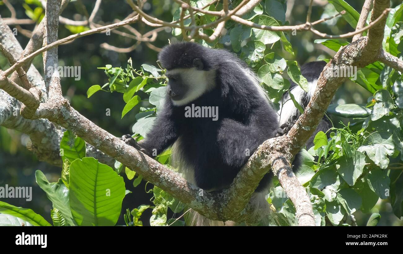 a black and white colobus monkey feeding at arusha national park in ...