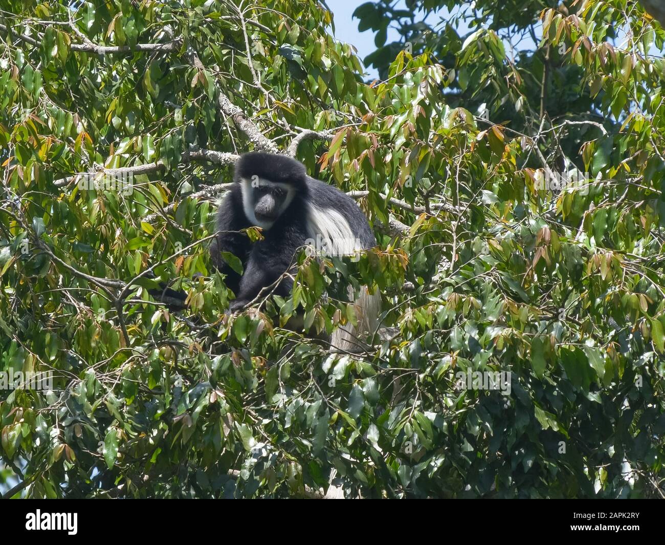 Colobus monkey hi-res stock photography and images - Alamy