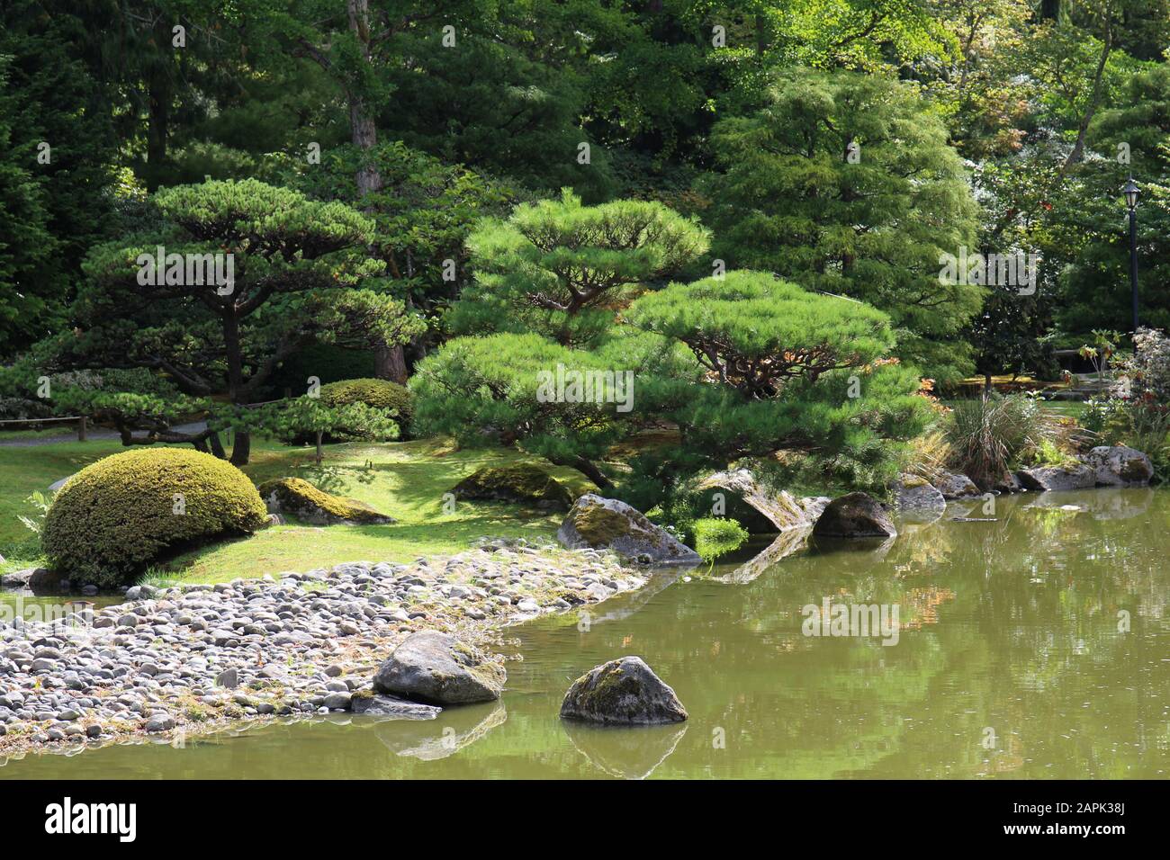 Manicured pine trees and lawn in a Japanese Garden with a pond ...
