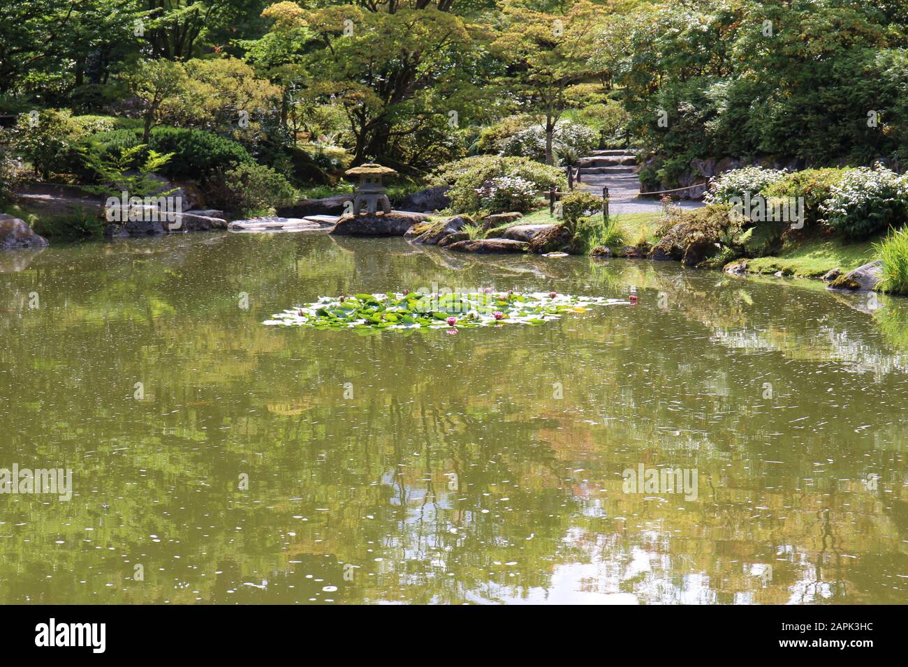 Japanese Maple trees, evergreens, shrubs and ferns backing a large pond ...
