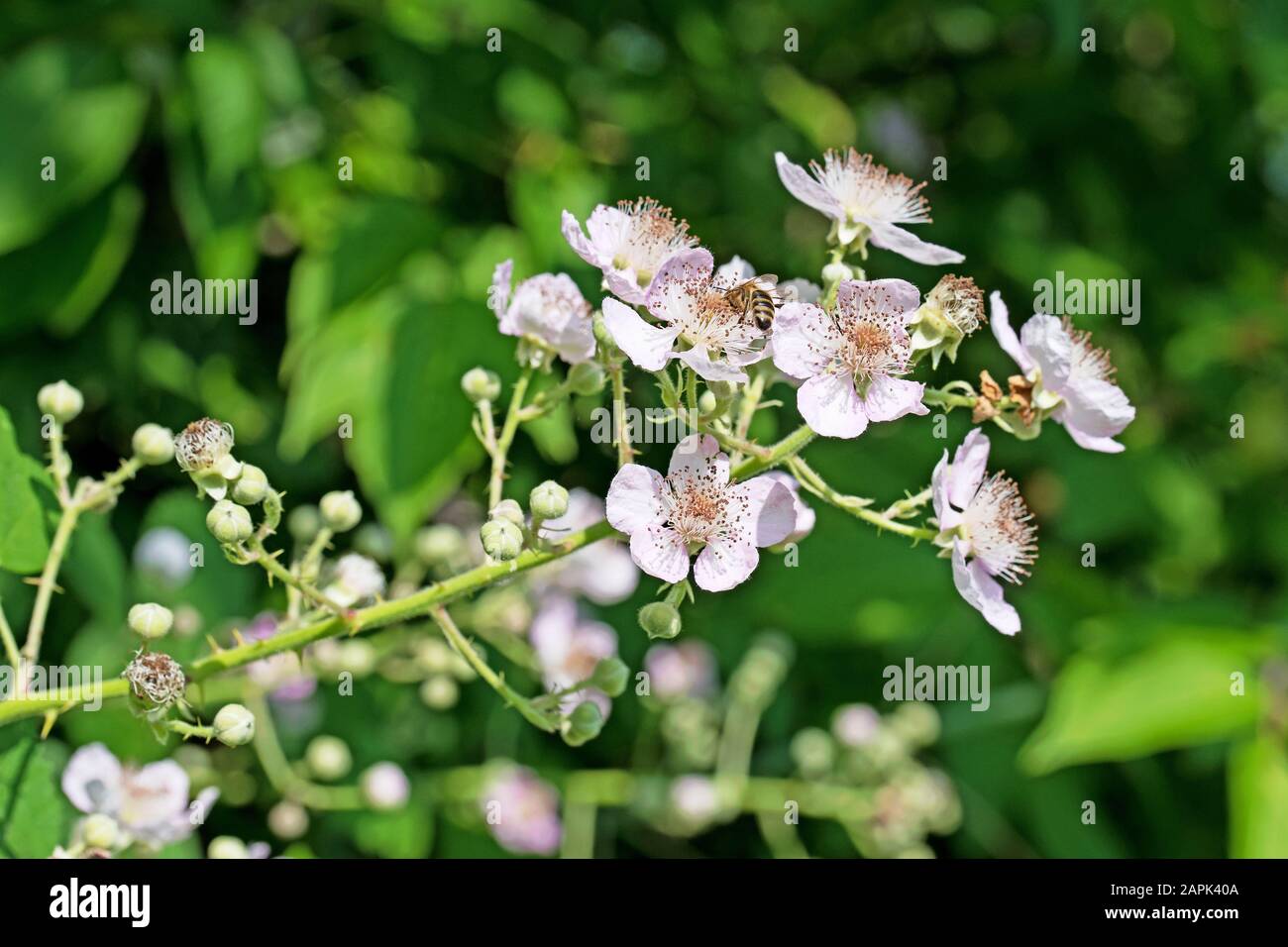 Rubus rubus sectio hi-res stock photography and images - Alamy