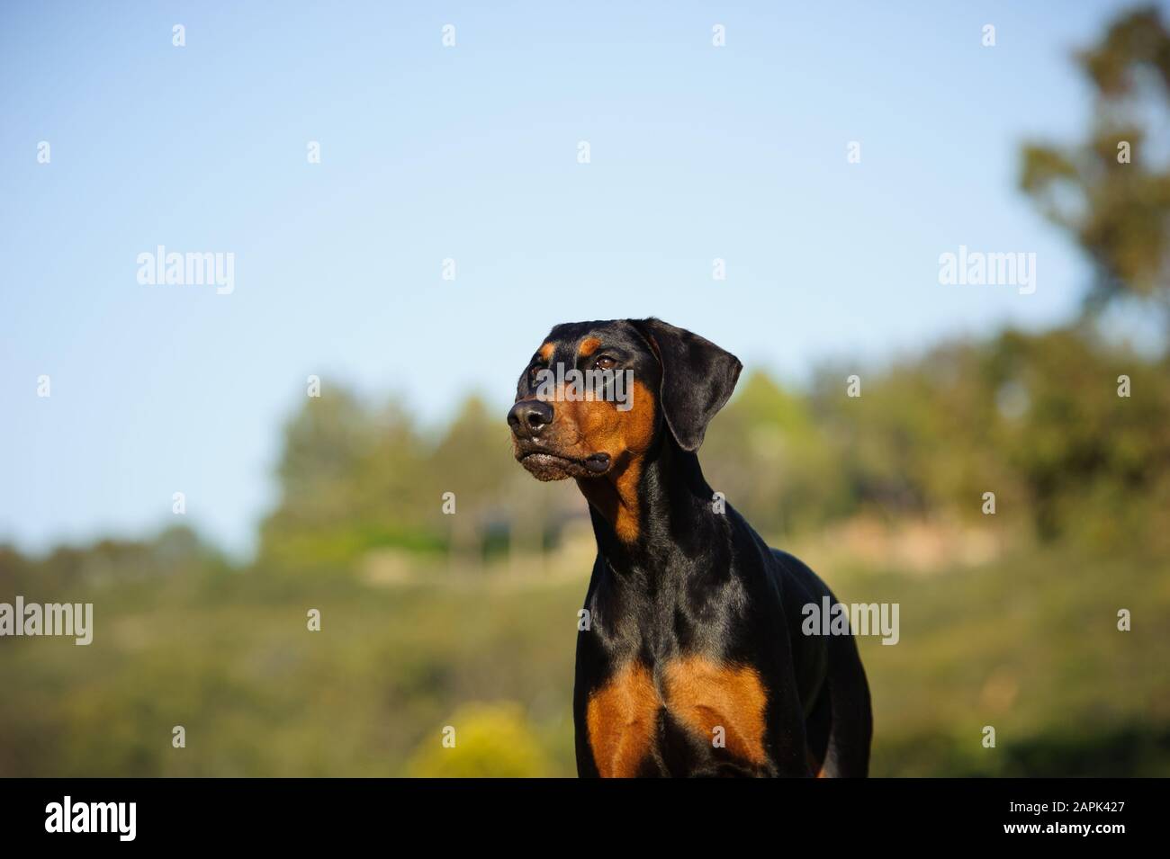 Doberman pinscher standing hi-res stock photography and images - Alamy