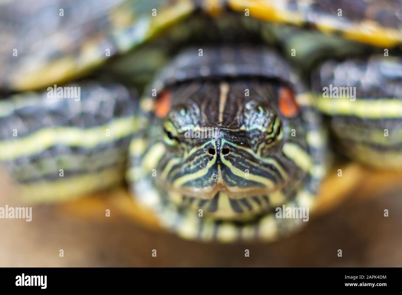 Red Eared Terrapin - Trachemys scripta elegans. Red eared slider turtle ...