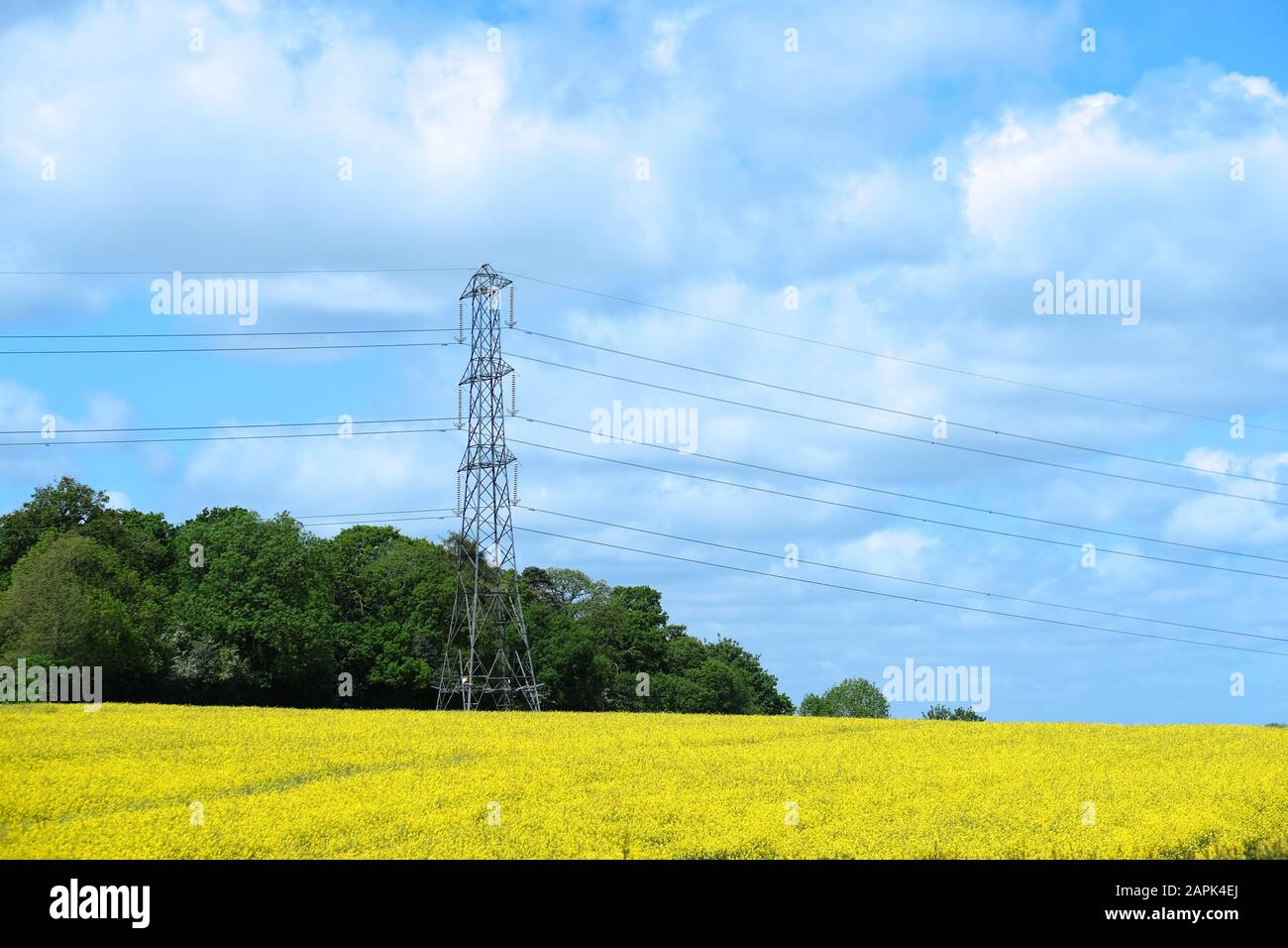 Power line stands on the edge of a forest on a rapeseed field Stock ...