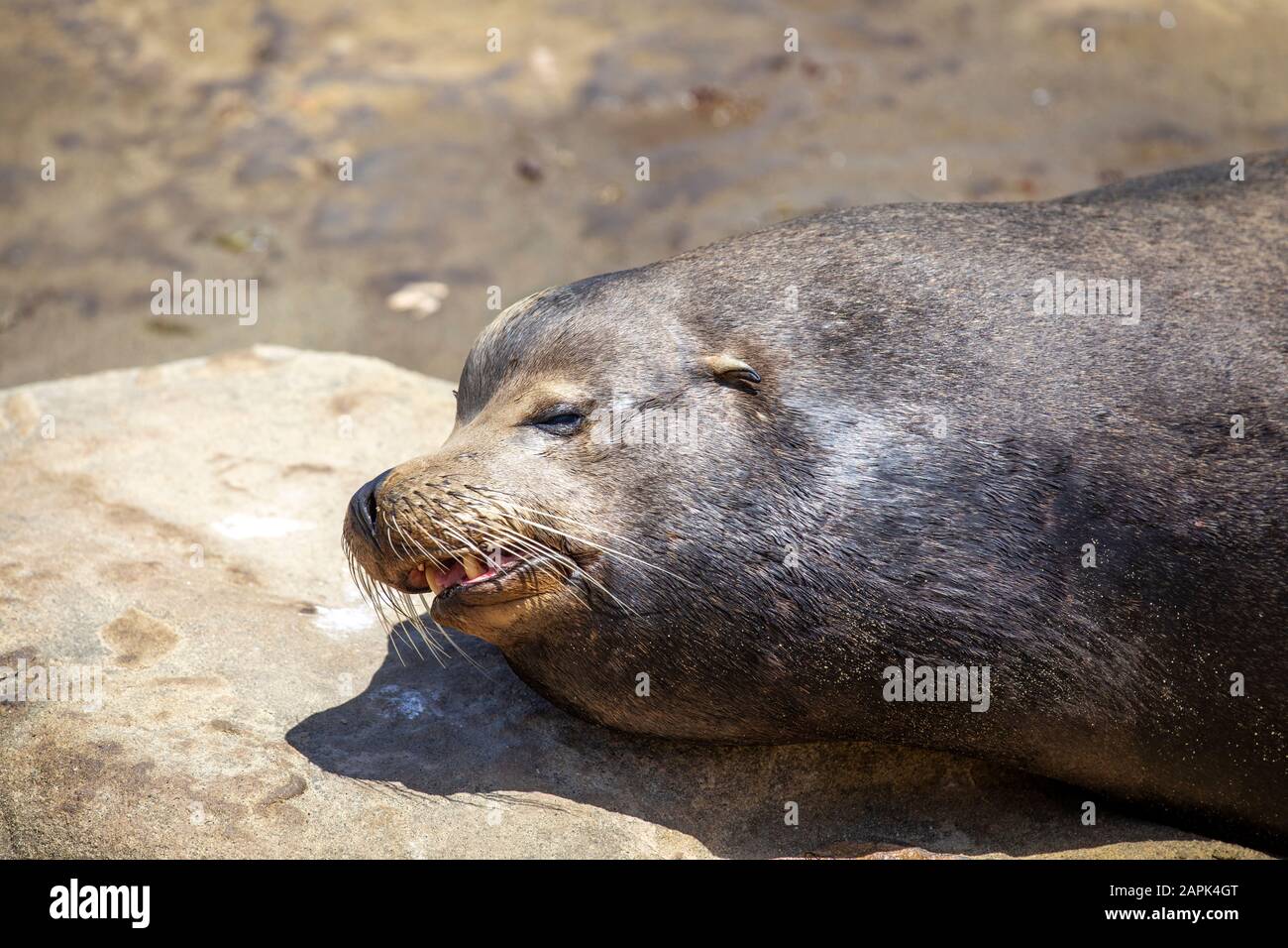 Sea Lion basking in the sun lying on the rocks of La Jolla Cove in San ...