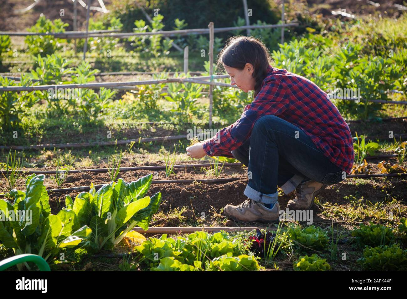 Women cultivating community garden hi-res stock photography and images ...