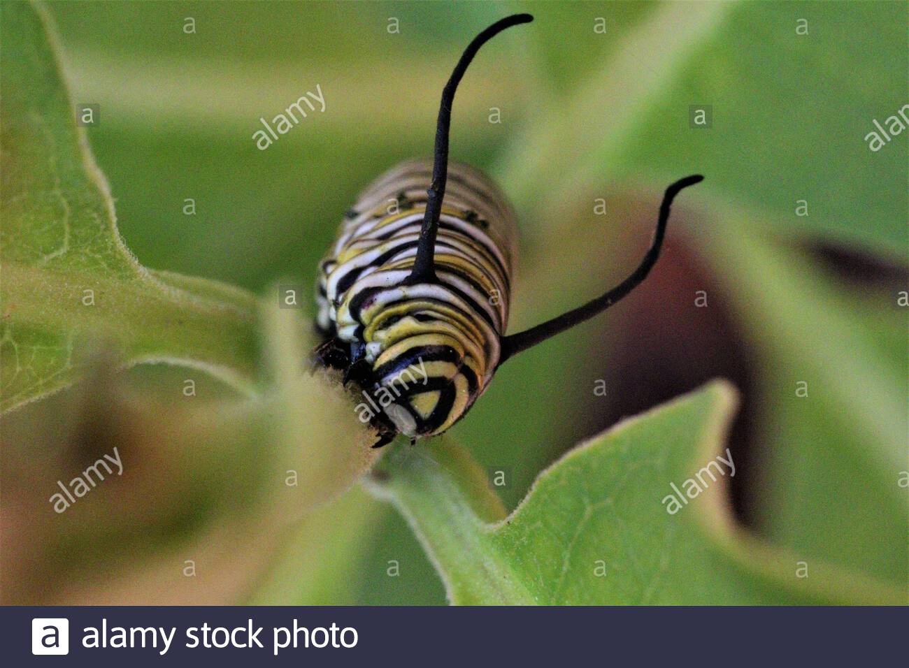 Monarch Butterfly Caterpillar High Resolution Stock Photography and ...