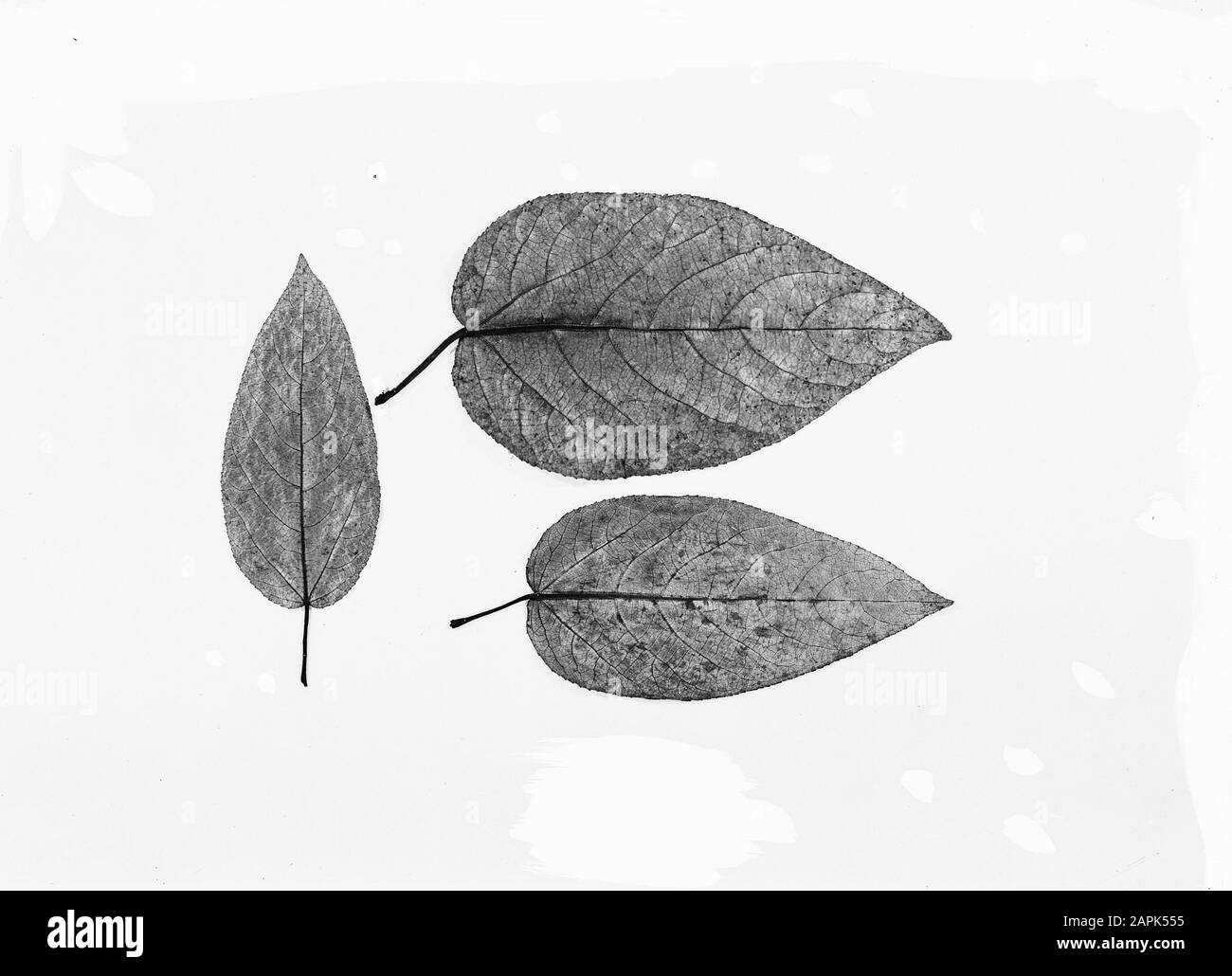 Species of poplar Cut Out Stock Images & Pictures - Alamy
