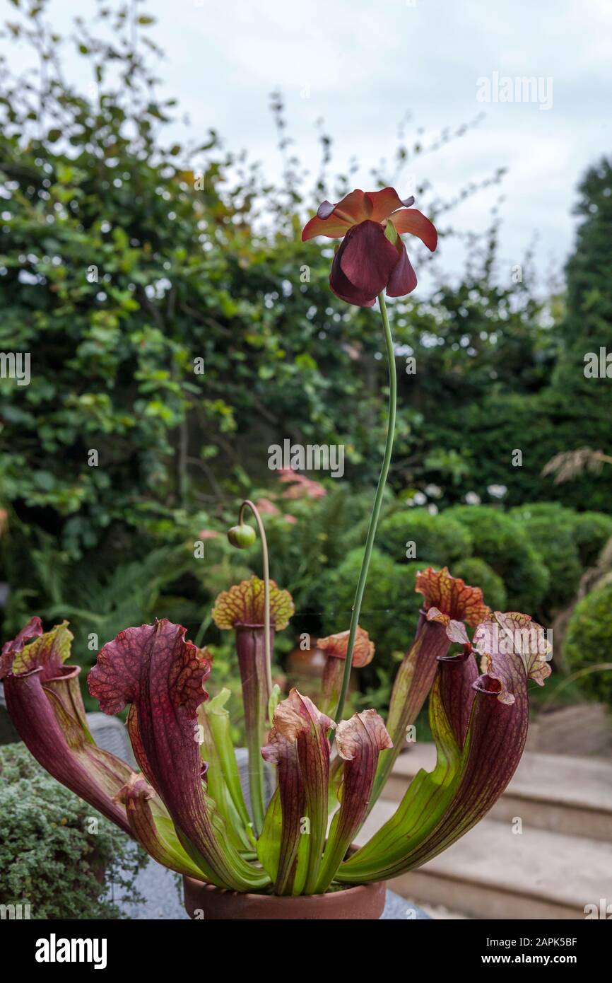 Pitcher Plant Flower