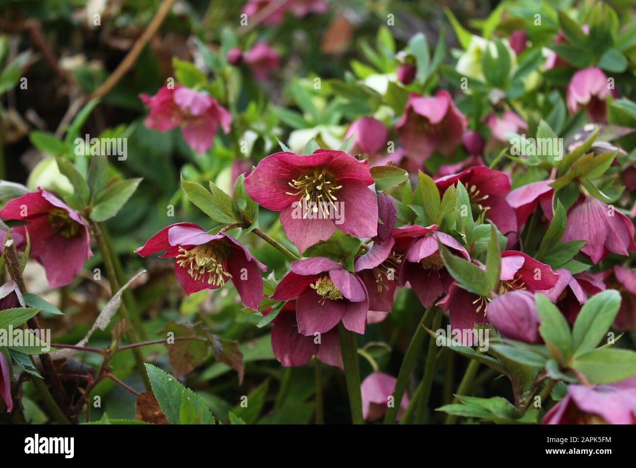 The picture shows a beautiful christmas rose Stock Photo - Alamy