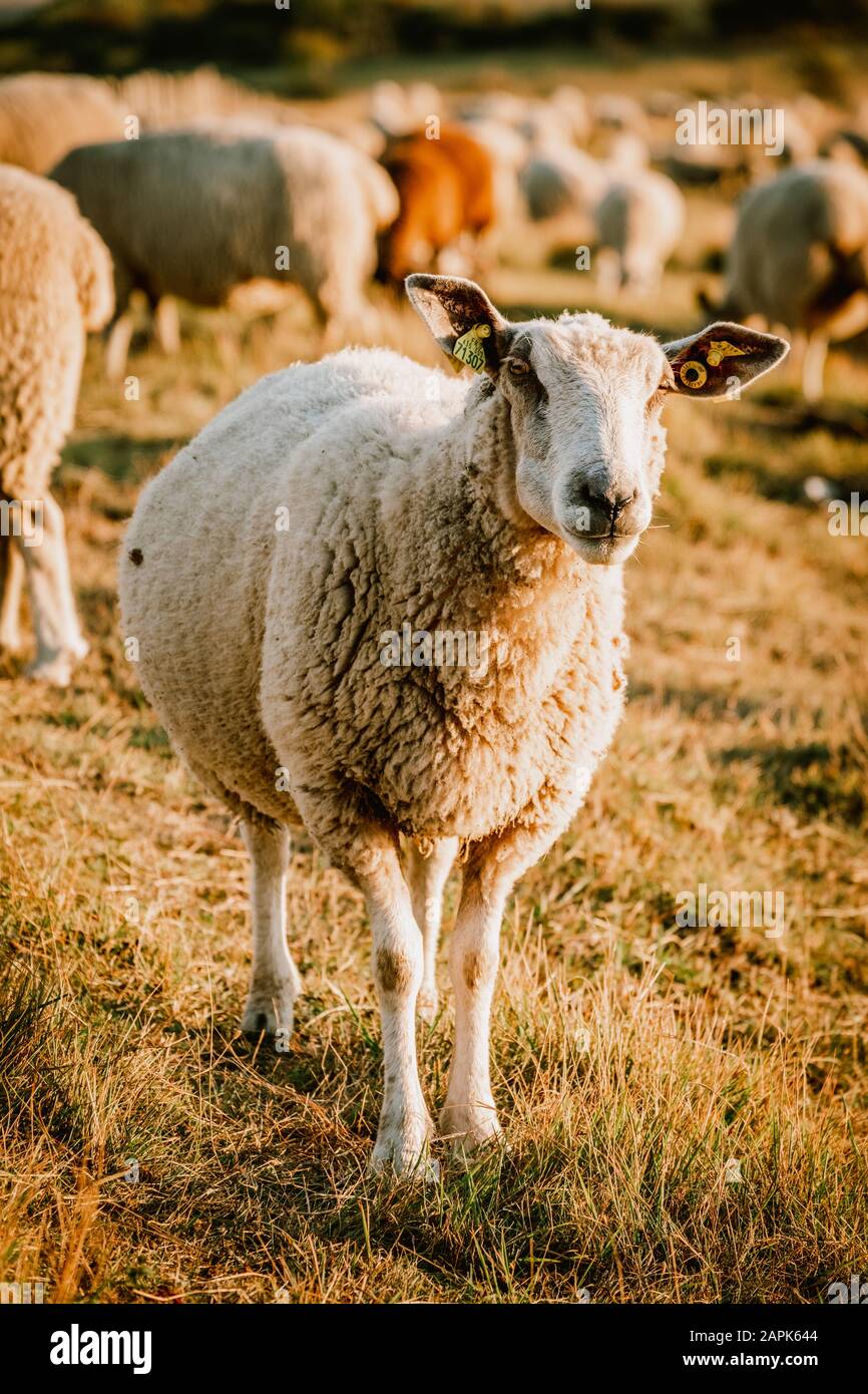 Sheep at sunset hi-res stock photography and images - Alamy
