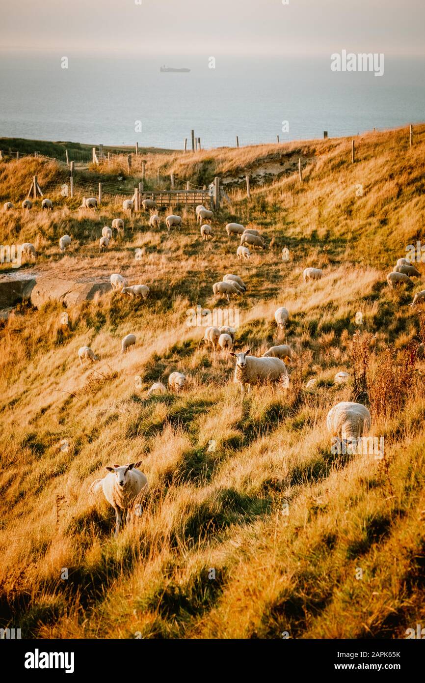 Sheep at sunset hi-res stock photography and images - Alamy