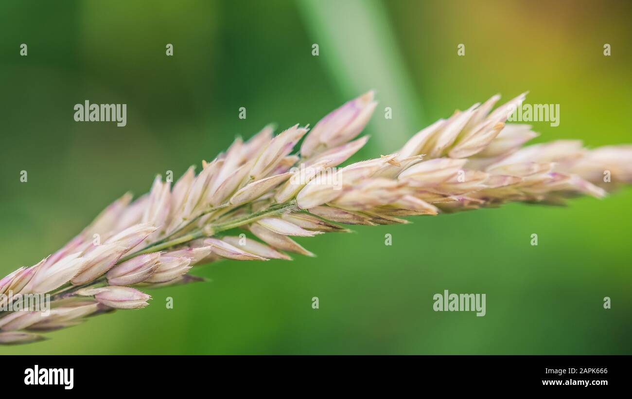 Grass reed growing wild Stock Photo - Alamy
