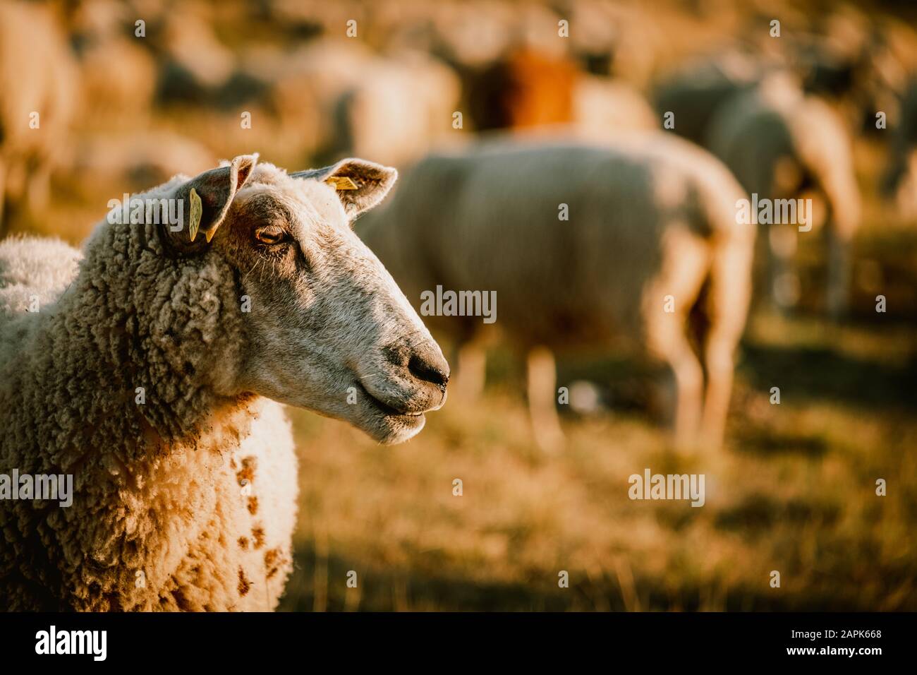 Sheep at sunset hi-res stock photography and images - Alamy