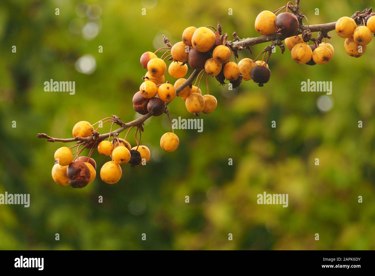 Mulus x zumi golden hornet hi-res stock photography and images - Alamy