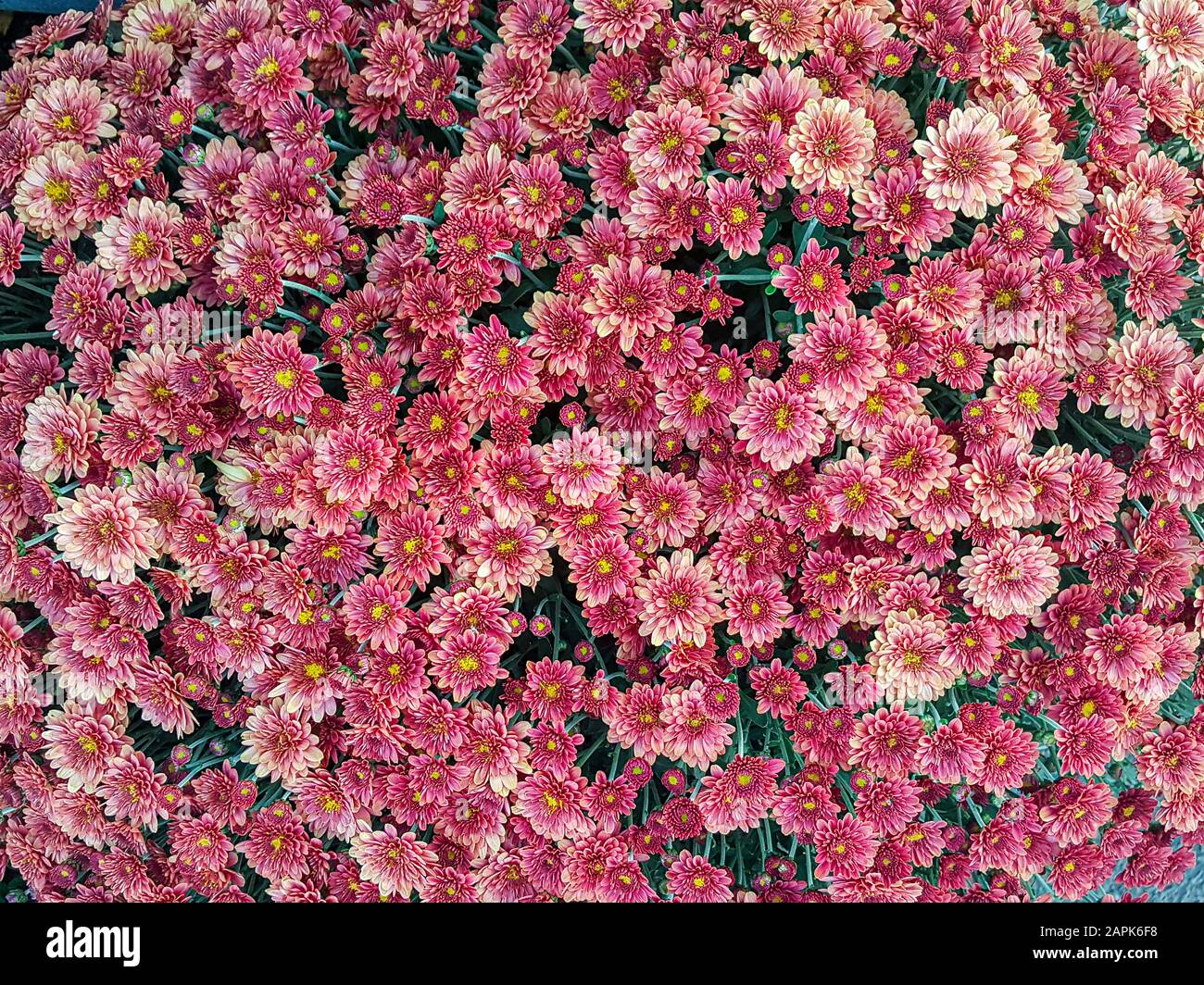 Full frame close up top view on many colorful flowers in flower pots at ...