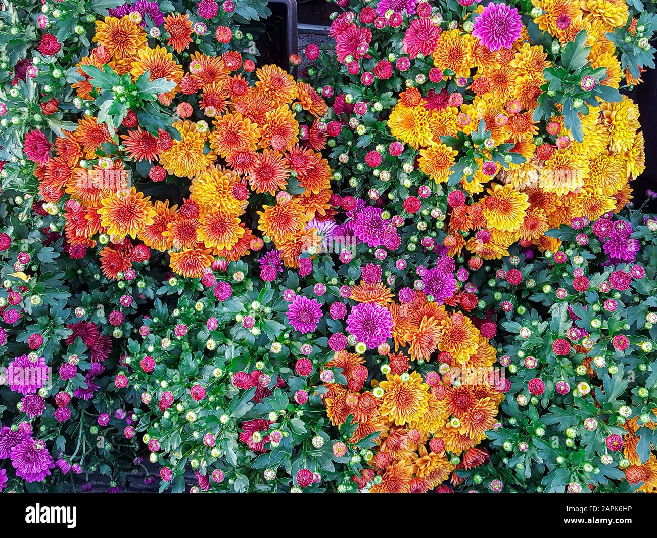 Full frame close up top view on many colorful flowers in flower pots at ...