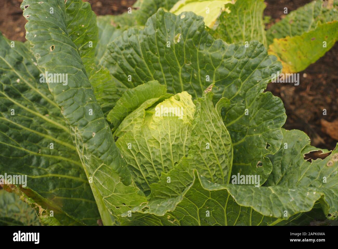 Tundra winter cabbage hi-res stock photography and images - Alamy