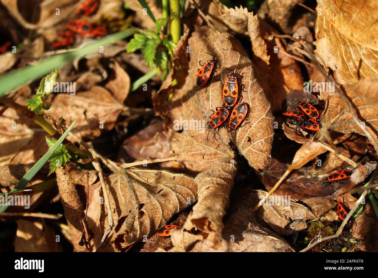 Fire bugs hi-res stock photography and images - Alamy