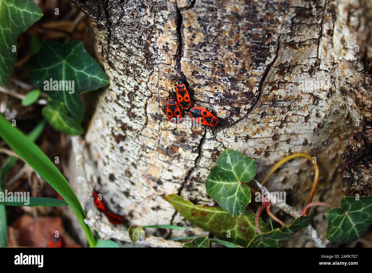 Fire bugs hi-res stock photography and images - Alamy