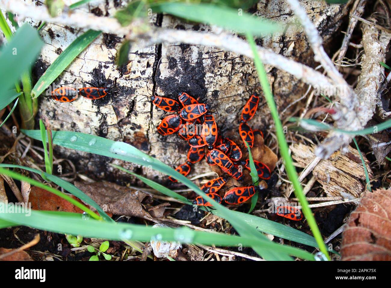 The picture shows many fire bugs Stock Photo - Alamy