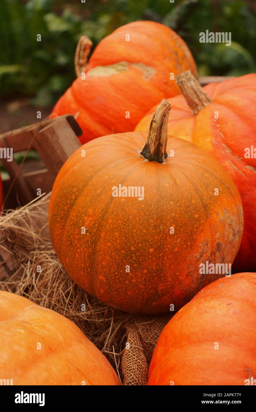 A close up view of pumpkins and squashes after they have been harvested ...